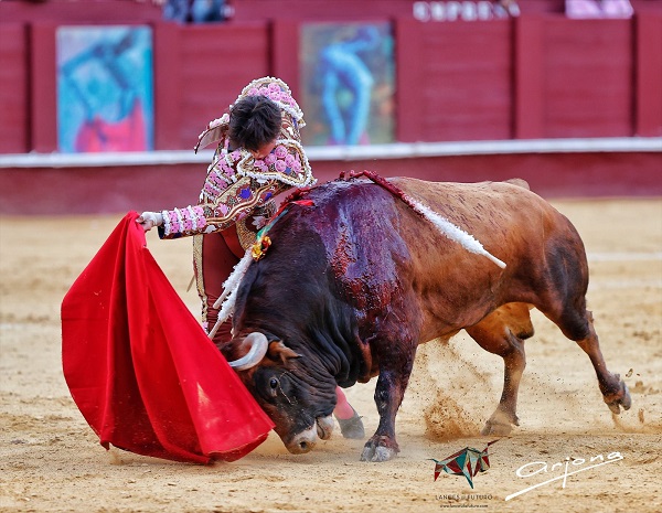 Roca Rey, el mandón del toreo, conquista La Malagueta - Pasión por el ...
